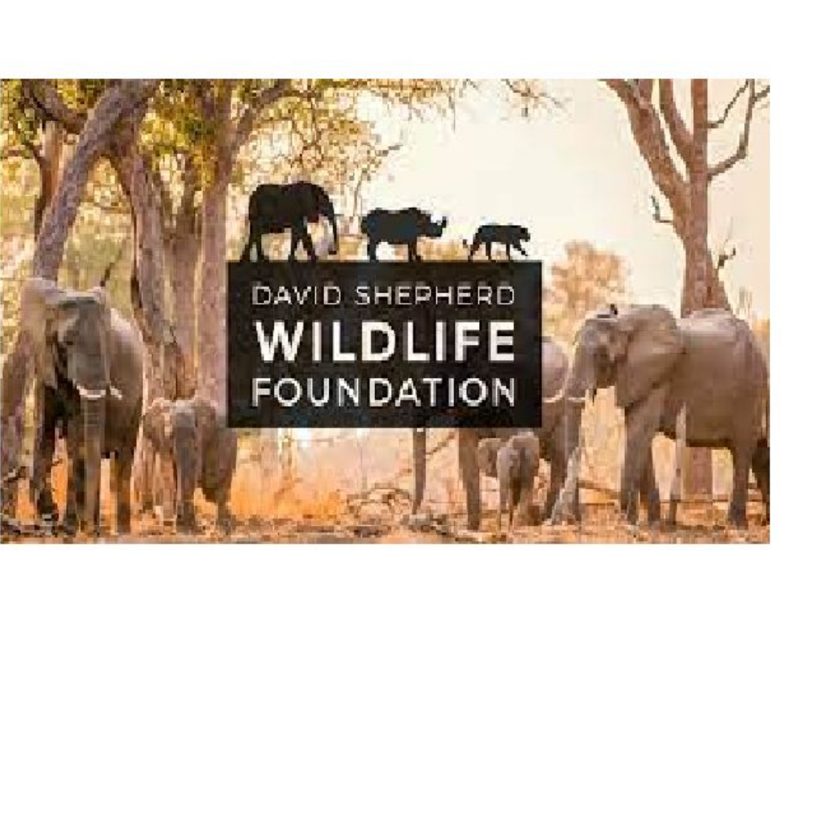Combe Pafford School - David Shepherd Wildlife Foundation Global Canvas ...